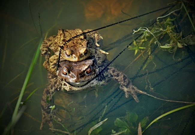 Ropucha obecná – Tišnovské noviny